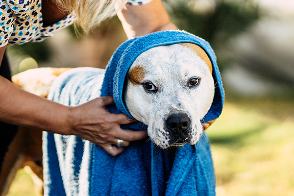 How To Keep Dogs Cool in Summer - Sydney Pet Doors