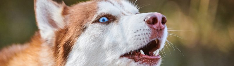 Why Do Dogs Howl? - Sydney Pet Doors