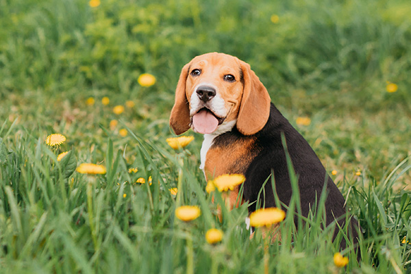 Why Do Dogs Howl? - Sydney Pet Doors