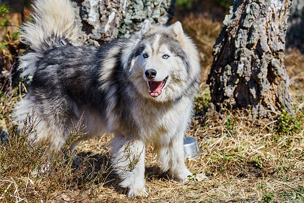 Why Do Dogs Howl? - Sydney Pet Doors