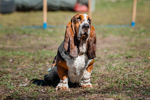 Why Do Dogs Howl? - Sydney Pet Doors