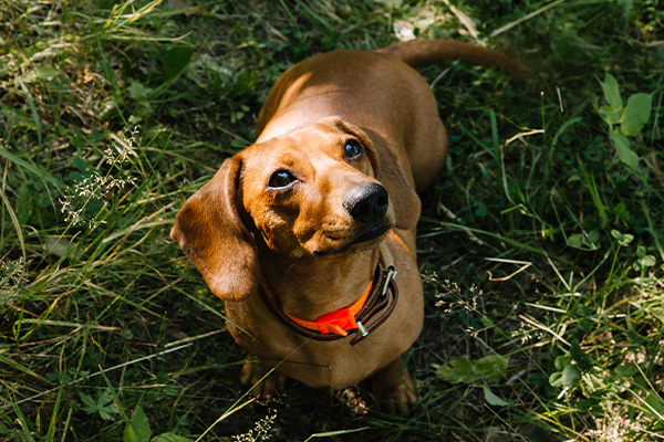 Why Do Dogs Howl? - Sydney Pet Doors