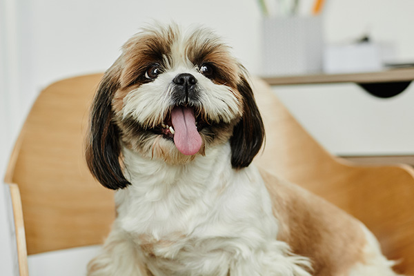 18 Best Low Maintenance Dogs - Sydney Pet Doors