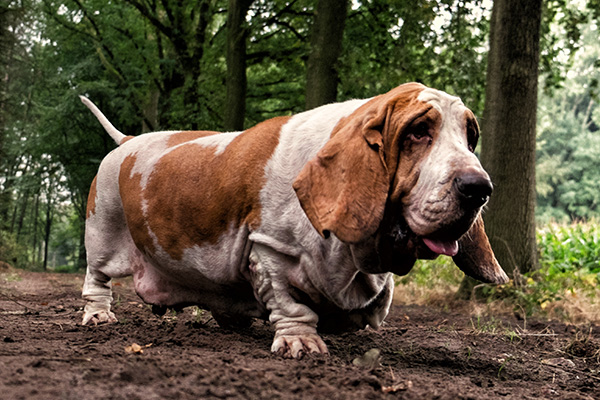 18 Best Low Maintenance Dogs - Sydney Pet Doors